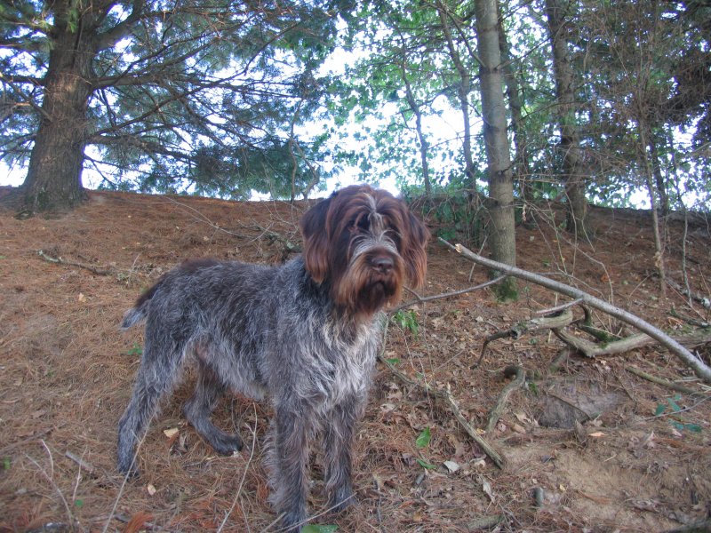De Jac Pine Kennels - Wirehaired Pointing Griffon | Hunting Dog Breeders