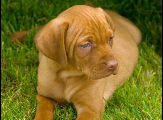 OUTDOORSMAN Vizslas - AKC FEMALE VIZSLA PUPPIES AVAILABLE | Hunting Dog ...
