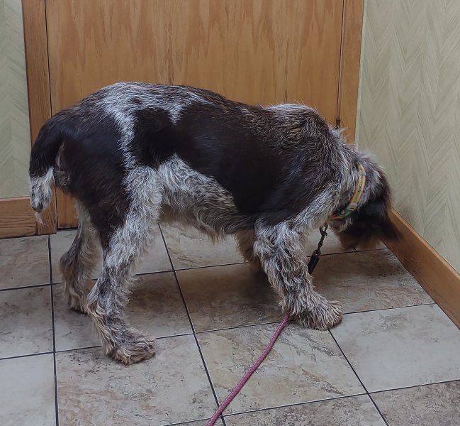 Michigan Spinone - Spinone Italiano Breeder | Hunting Dog Breeders