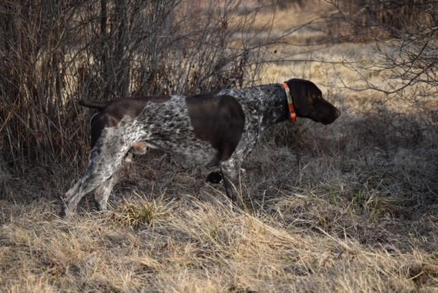 Adam Hill Hunting Adventures, LLC - AHHA Kennels - GERMAN SHORTHAIRED ...