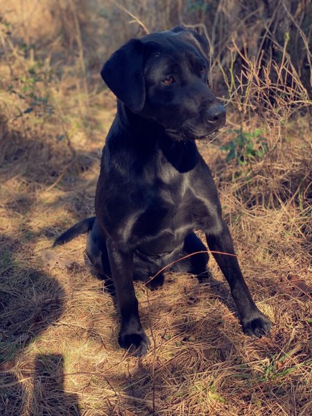 Muskeecreek retrievers - Yellow and black labs | Hunting Dog Breeders