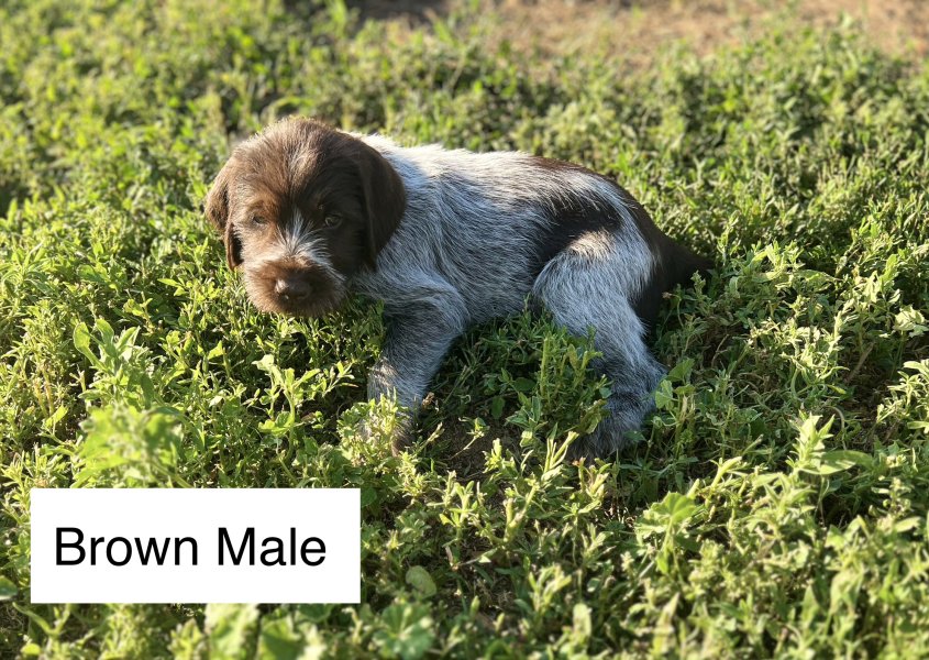 Pointing Ridge Gun Dogs - Wirehaired Pointing Griffons | Hunting Dog ...