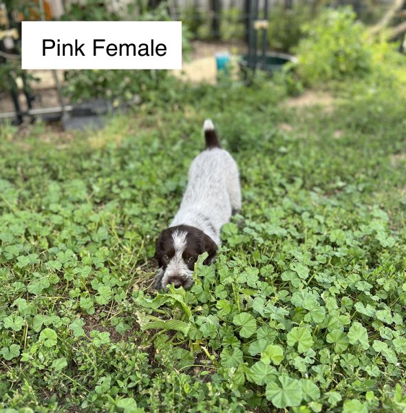 Pointing Ridge Gun Dogs - Wirehaired Pointing Griffons | Hunting Dog ...