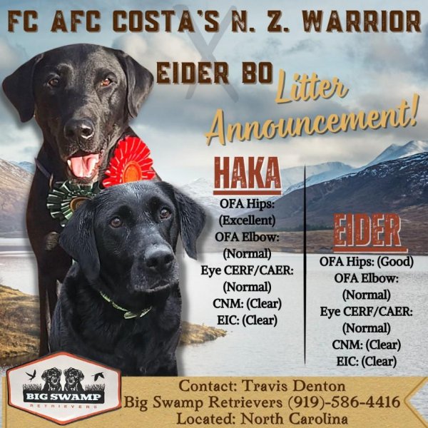 Big Swamp Retrievers - Lab pups | Hunting Dog Breeders