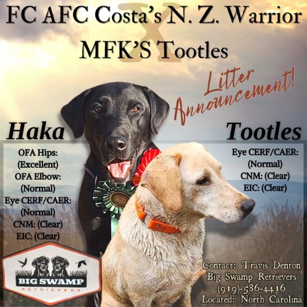 Big Swamp Retrievers - Lab pups | Hunting Dog Breeders